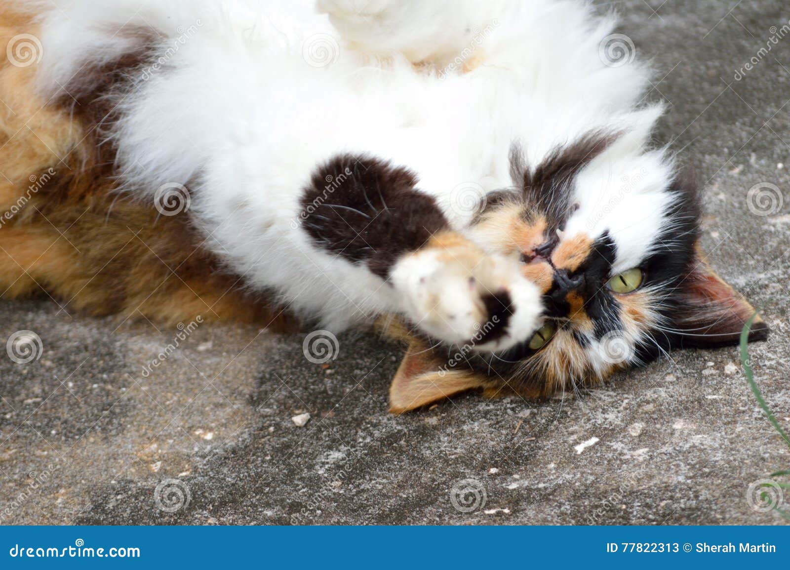 Calico Cat Playing Upside Down Stock Image - Image of haired, playful ...