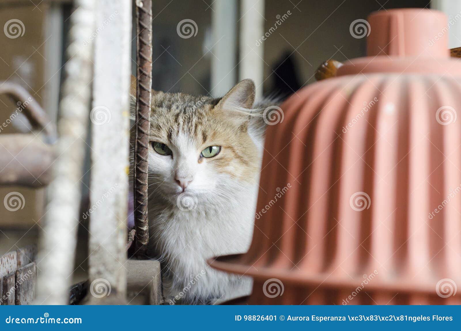 Angry Calico Cat Laying Down Royalty-Free Stock Image | CartoonDealer ...