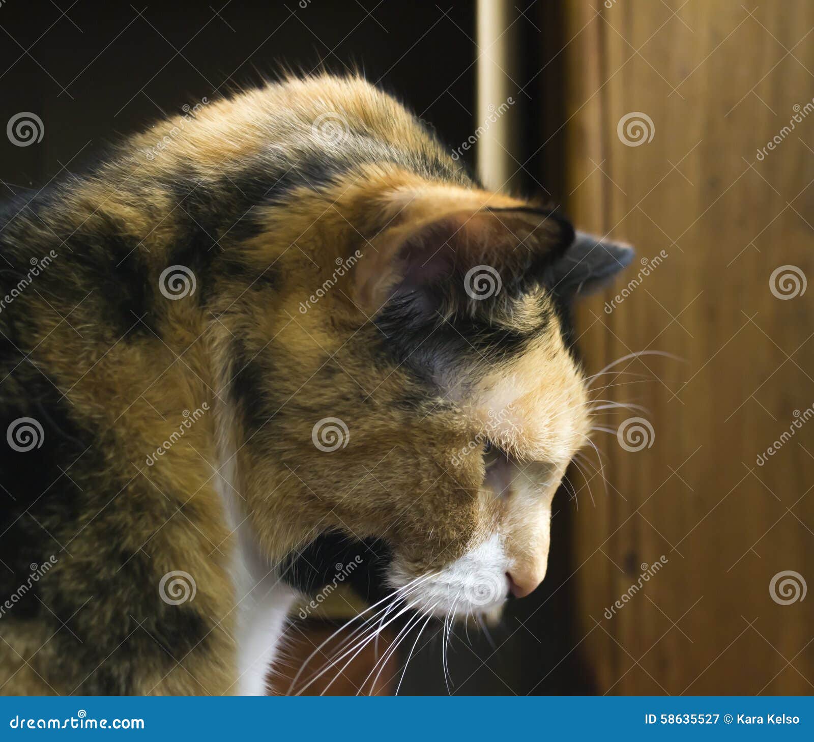 Calico Cat Profile stock image. Image of calico, looking - 58635527