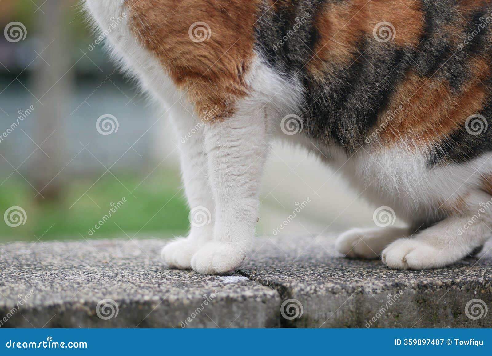 Calico Cat Standing on a Stone Ledge in a Park Setting Stock Image ...
