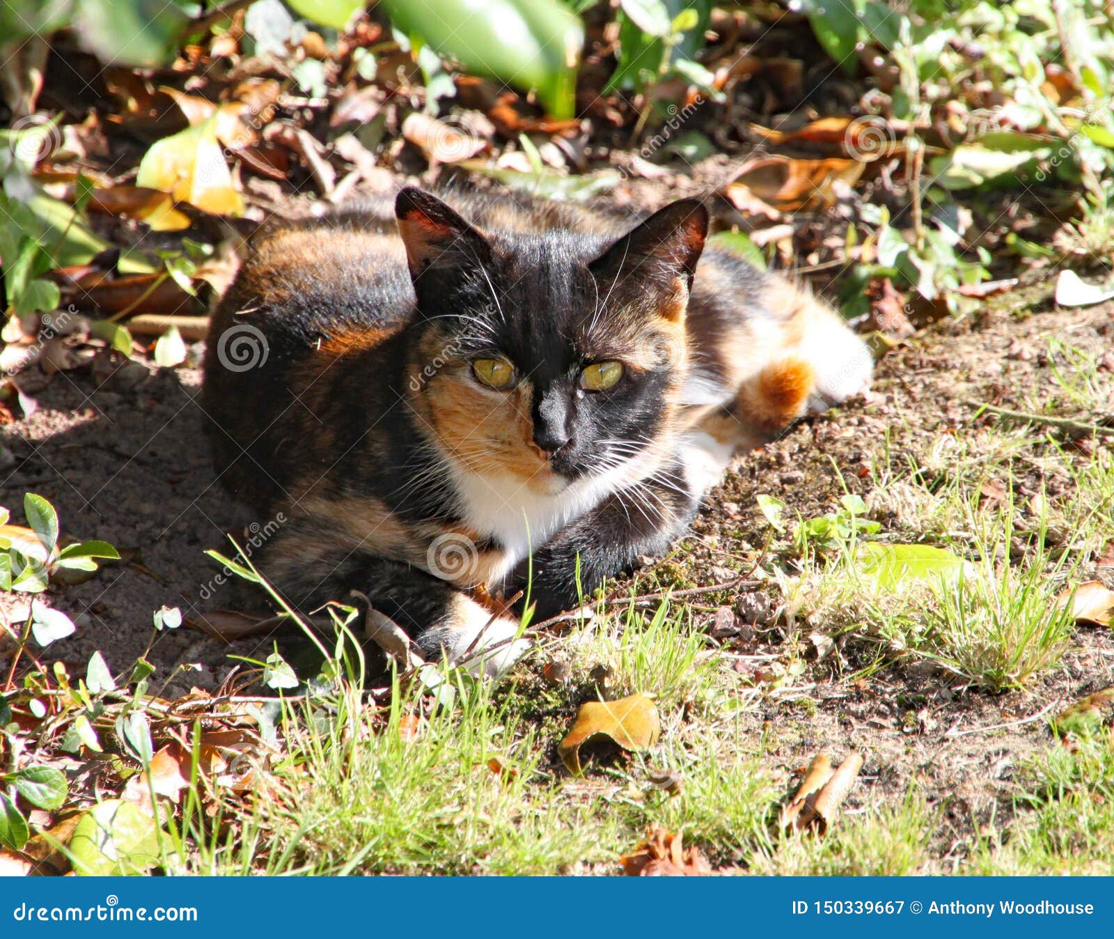 A Calico Cat Sits in the Shade on a Hot Summers Day Stock Image - Image ...