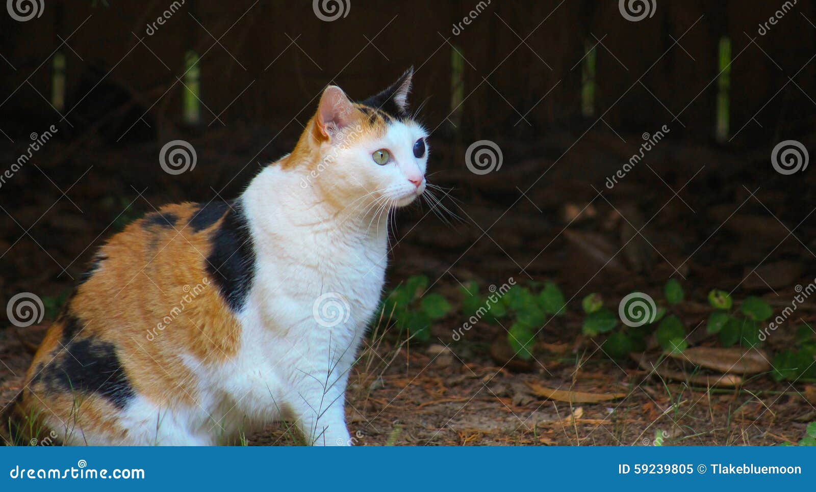 Calico cat sitting stock image. Image of outside, stalking - 59239805