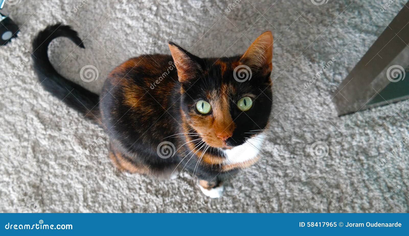 Calico Cat Sitting on a Rug, Looking Up. Stock Image - Image of kitten ...