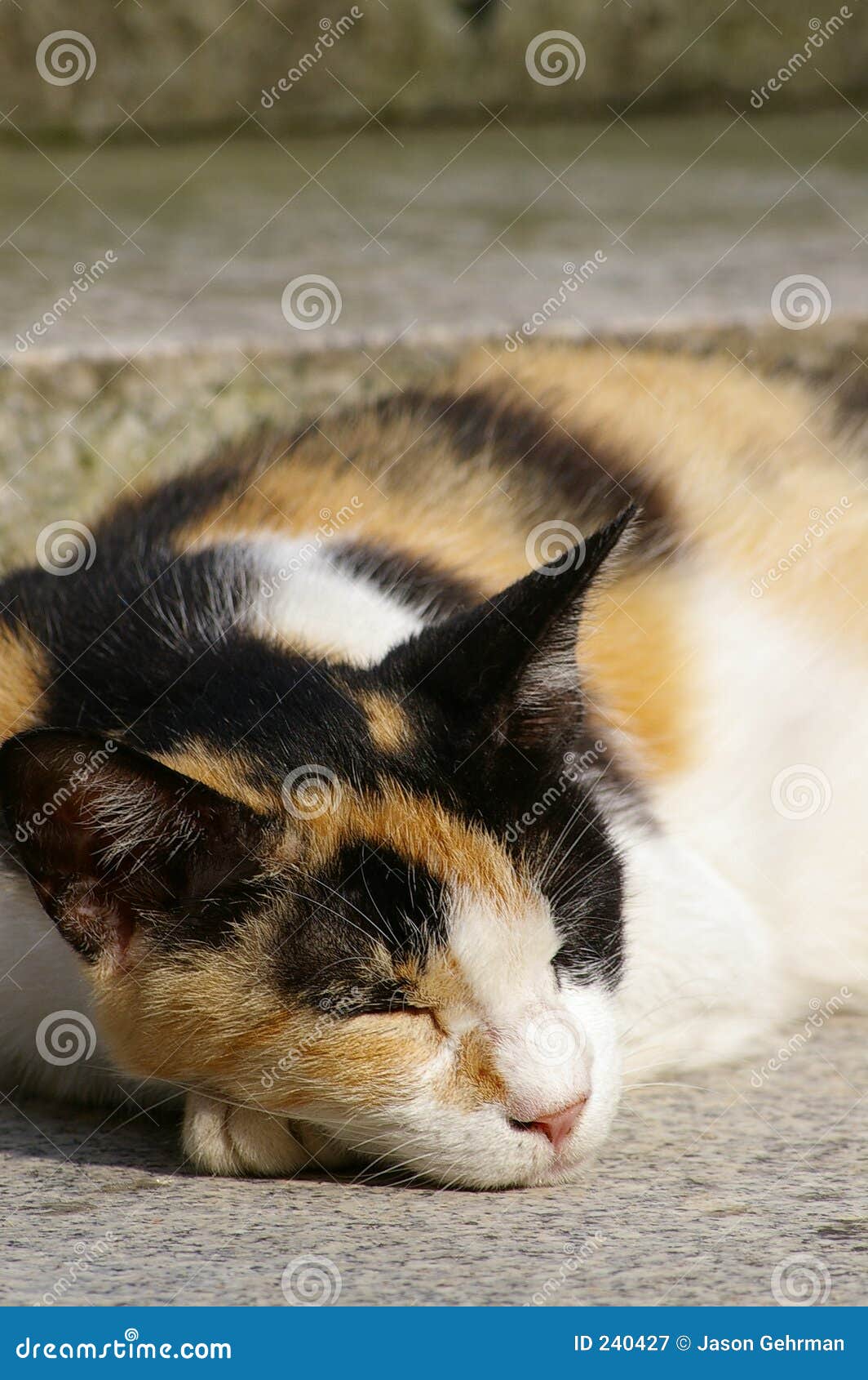 Calico cat sleeping stock image. Image of napping, hair - 240427