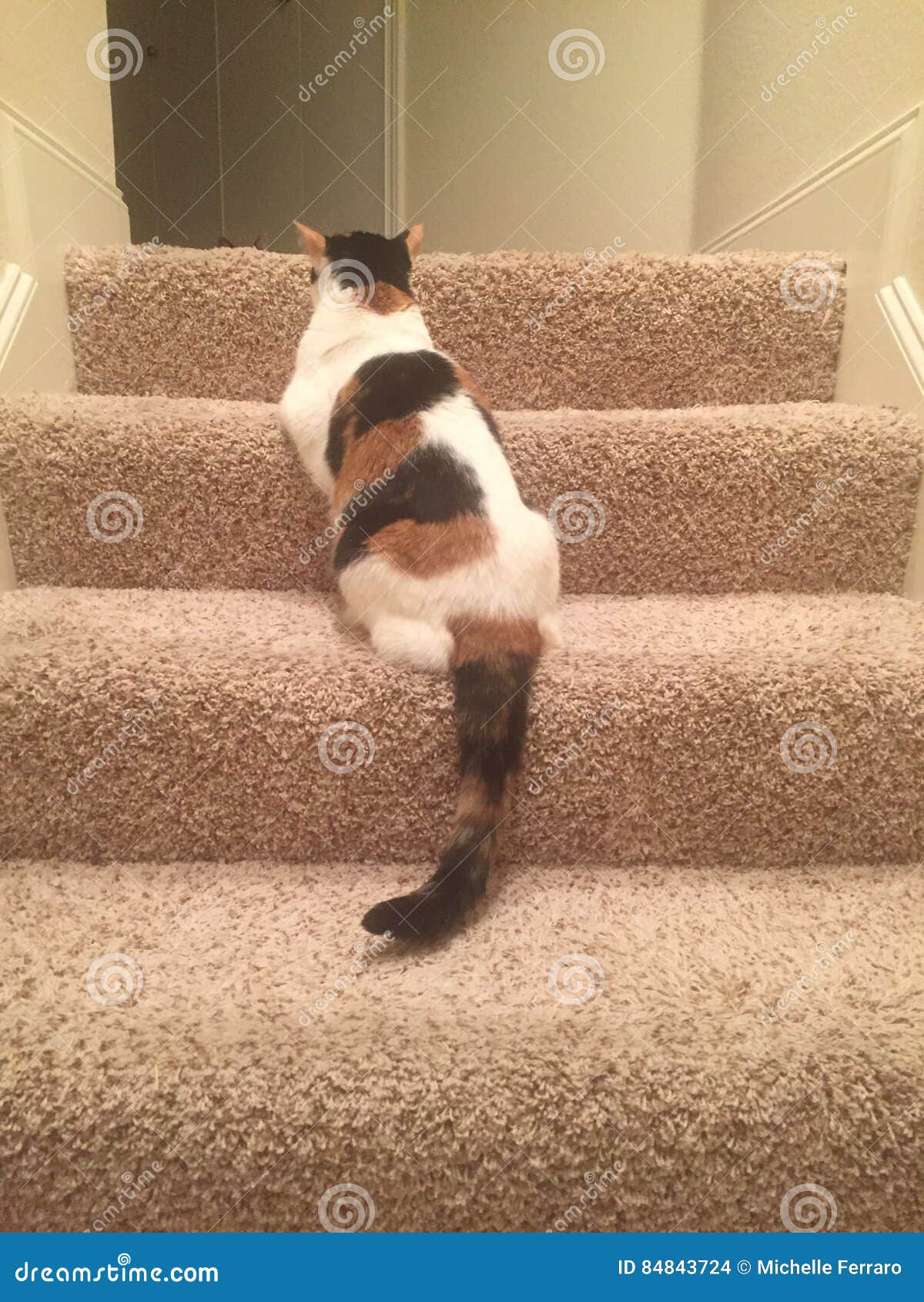 Calico cat on the stairs stock photo. Image of peering - 84843724