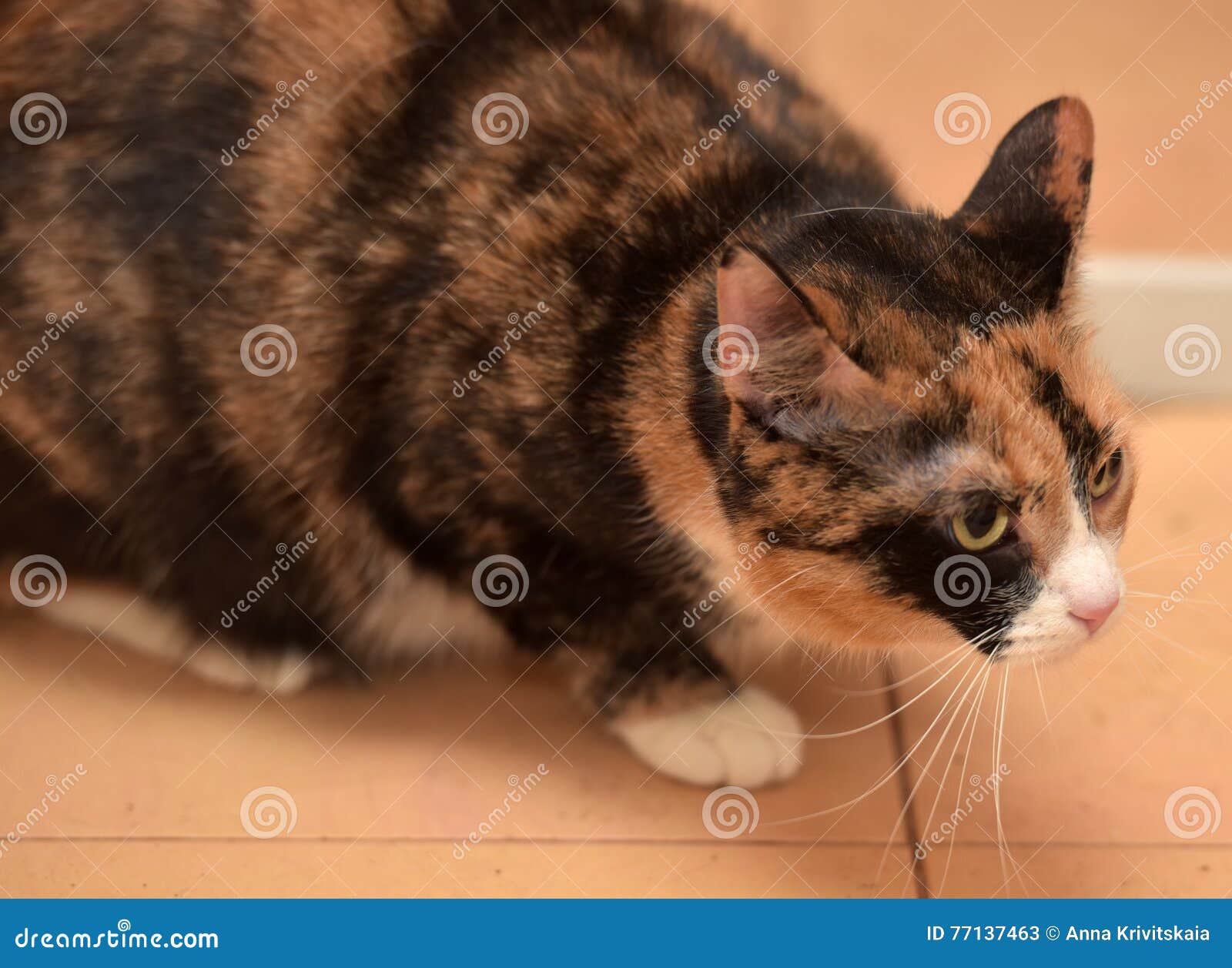 Brown Calico Cat