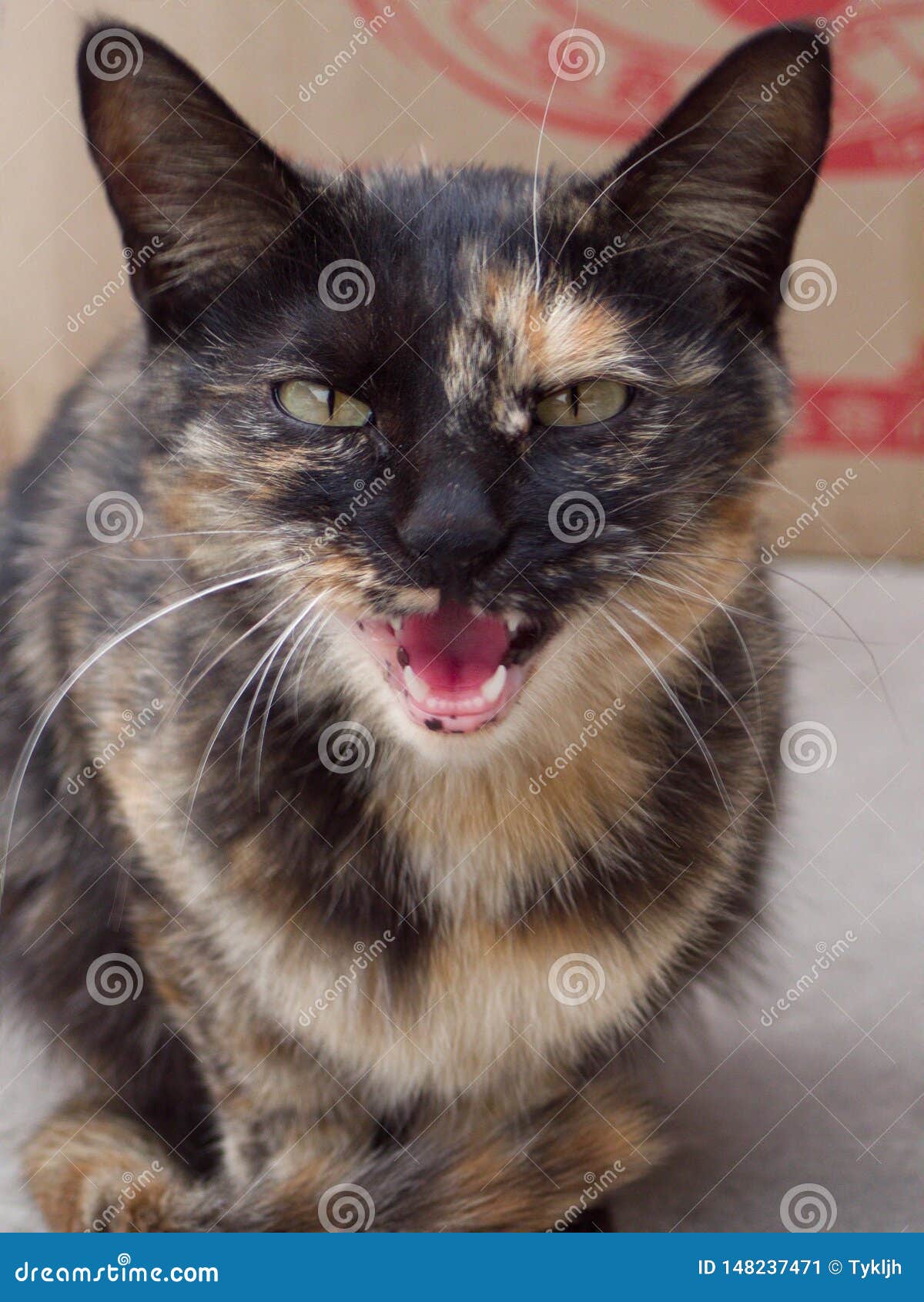 Angry Calico Cat Laying Down Royalty-Free Stock Image | CartoonDealer ...