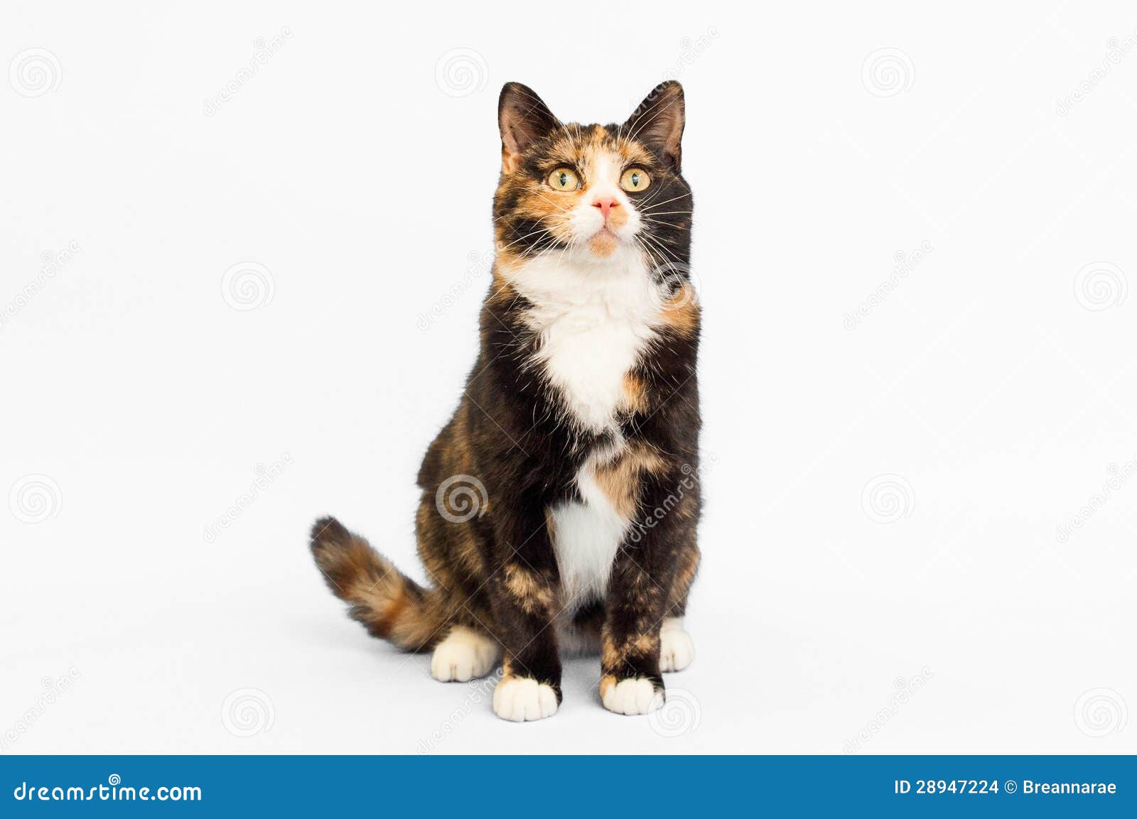 Calico Cat White Backdrop stock photo. Image of white - 28947224
