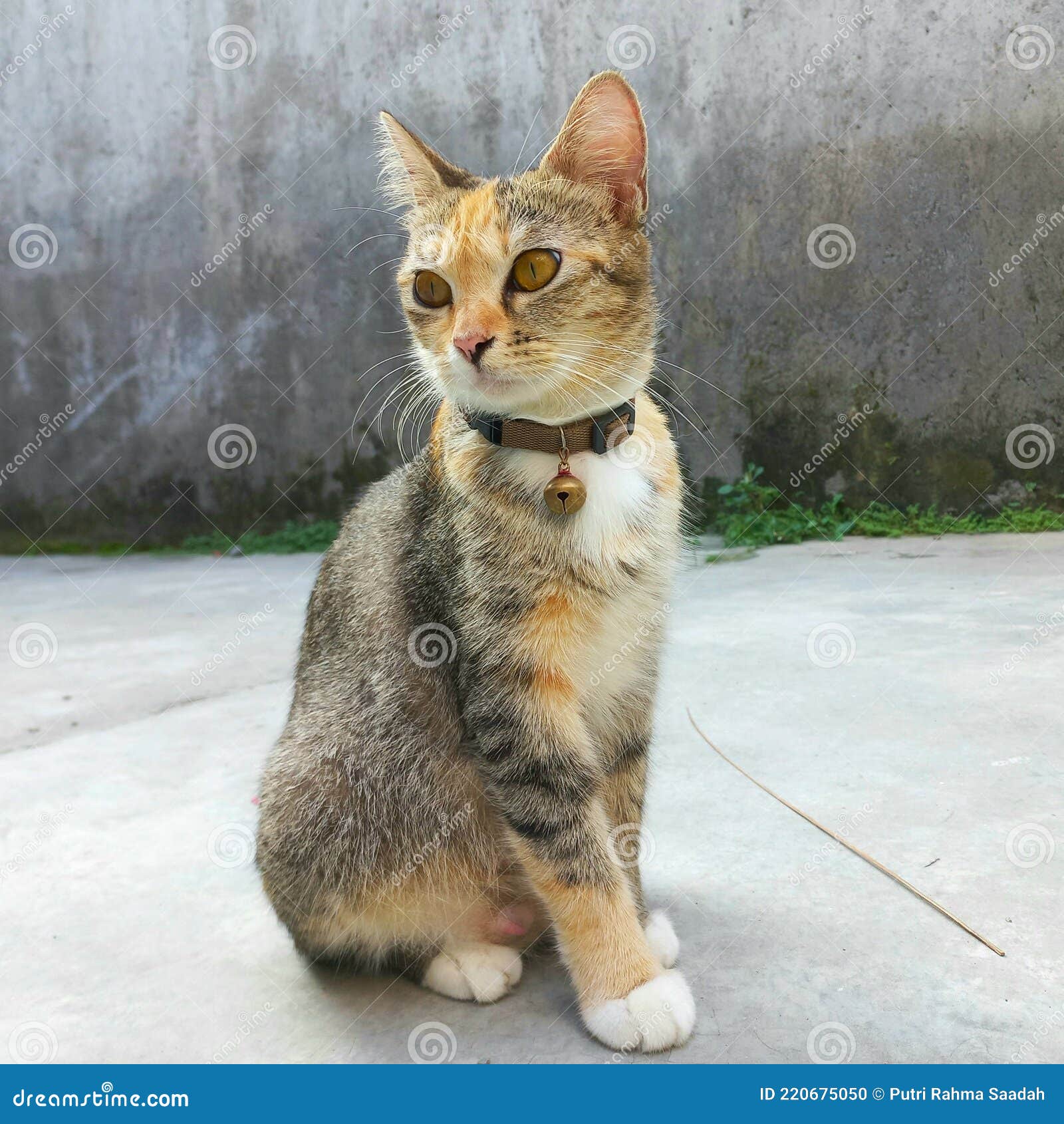 A calico female cat stock photo. Image of mammal, animal - 220675050