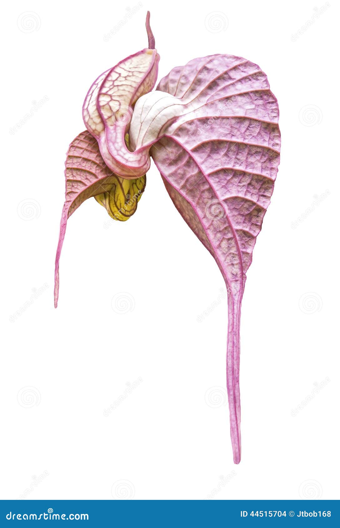 Calico flower stock photo. Image of aristolochia, shaped - 44515704