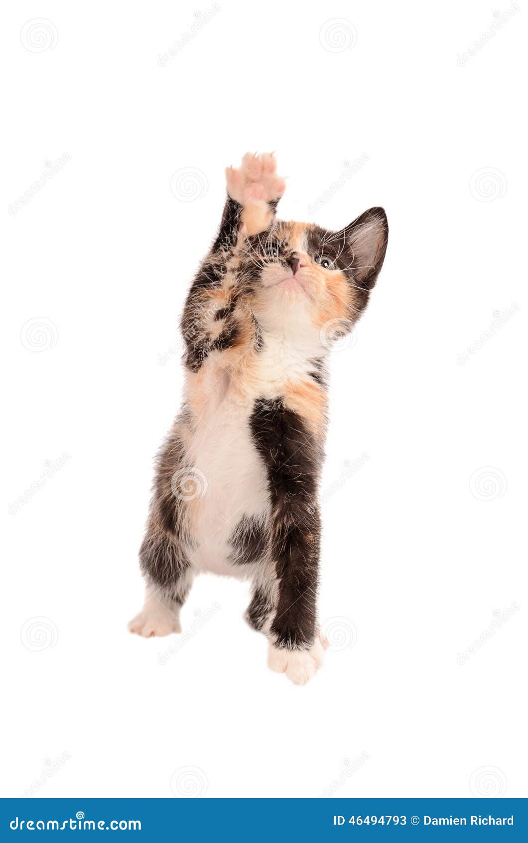 Calico Kitten Reaching Up stock image. Image of calico - 46494793