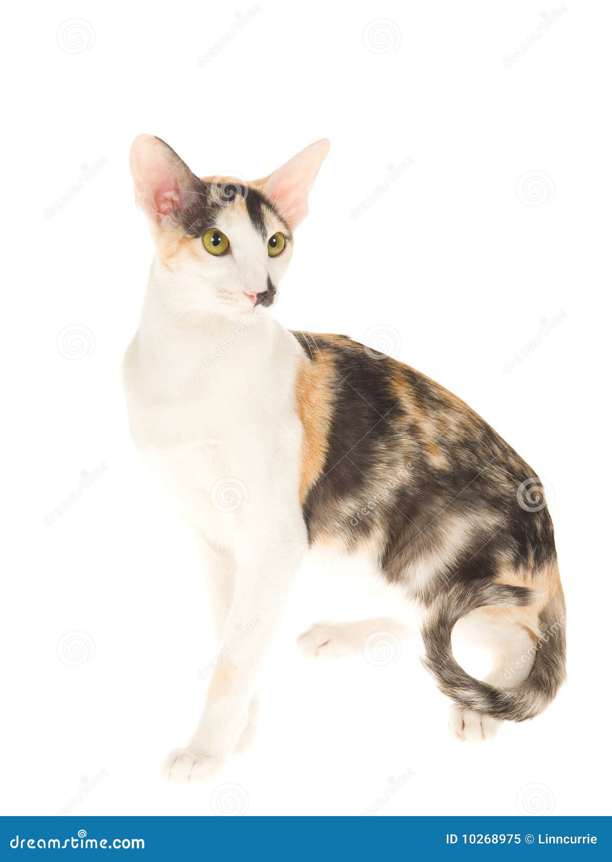 Calico Oriental Siamese on White Background Stock Image - Image of long ...