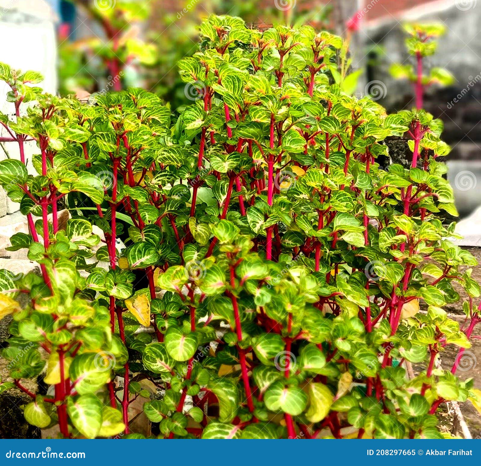Calico Plants Beutiful Green and Red Stock Image - Image of forest ...