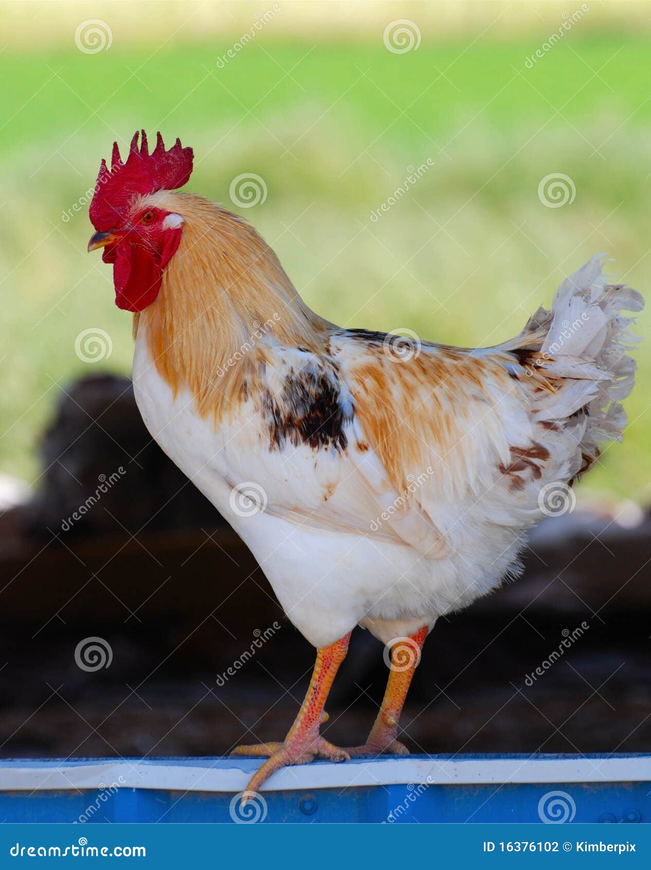 Calico Rooster Stock Photos - Free & Royalty-Free Stock Photos from ...
