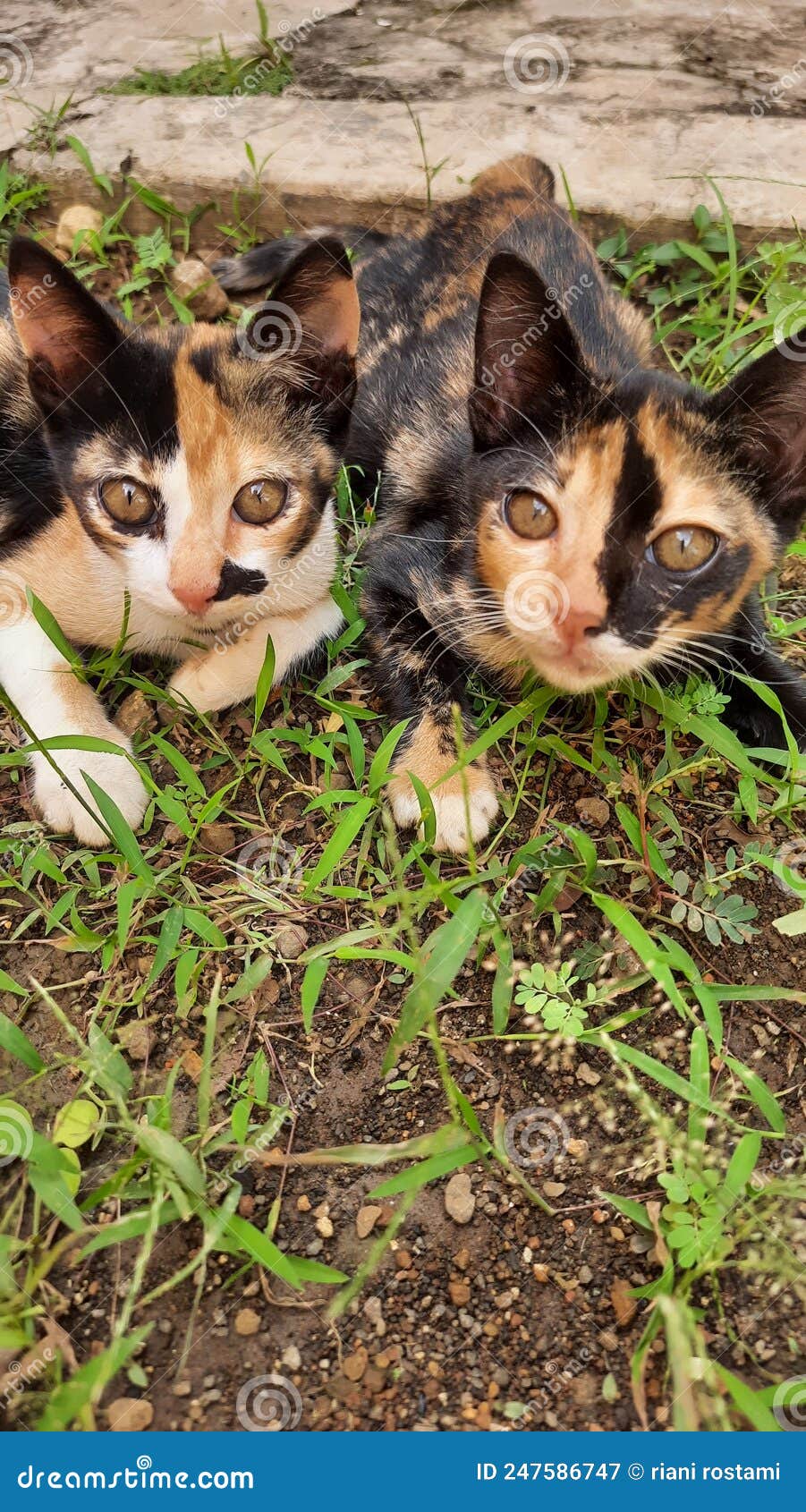 Calico and Tortoiseshell Cat Stock Image - Image of small, home: 247586747