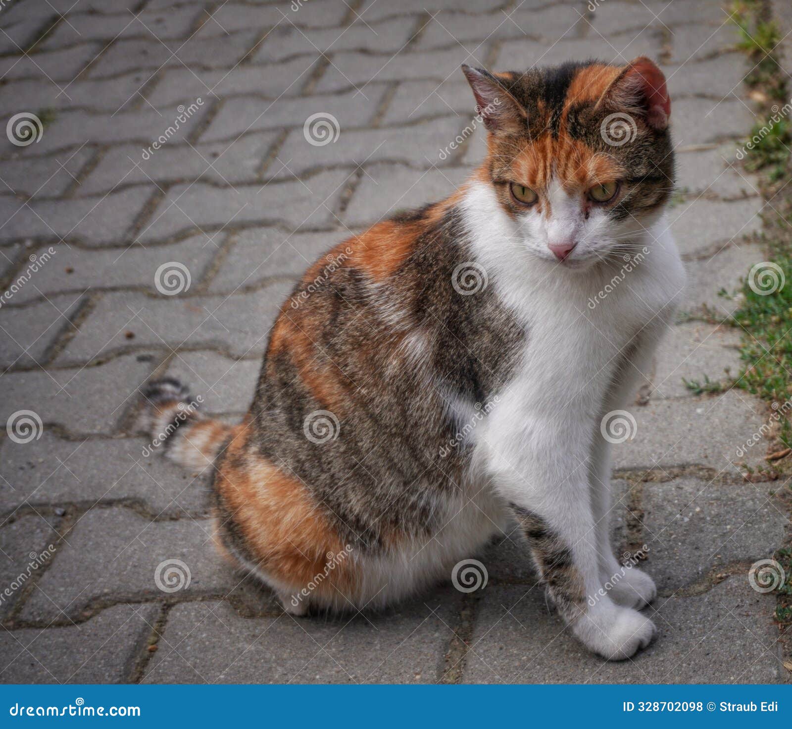 Calico, a Tri-color Coat Cat of Any Breed Stock Photo - Image of breed ...