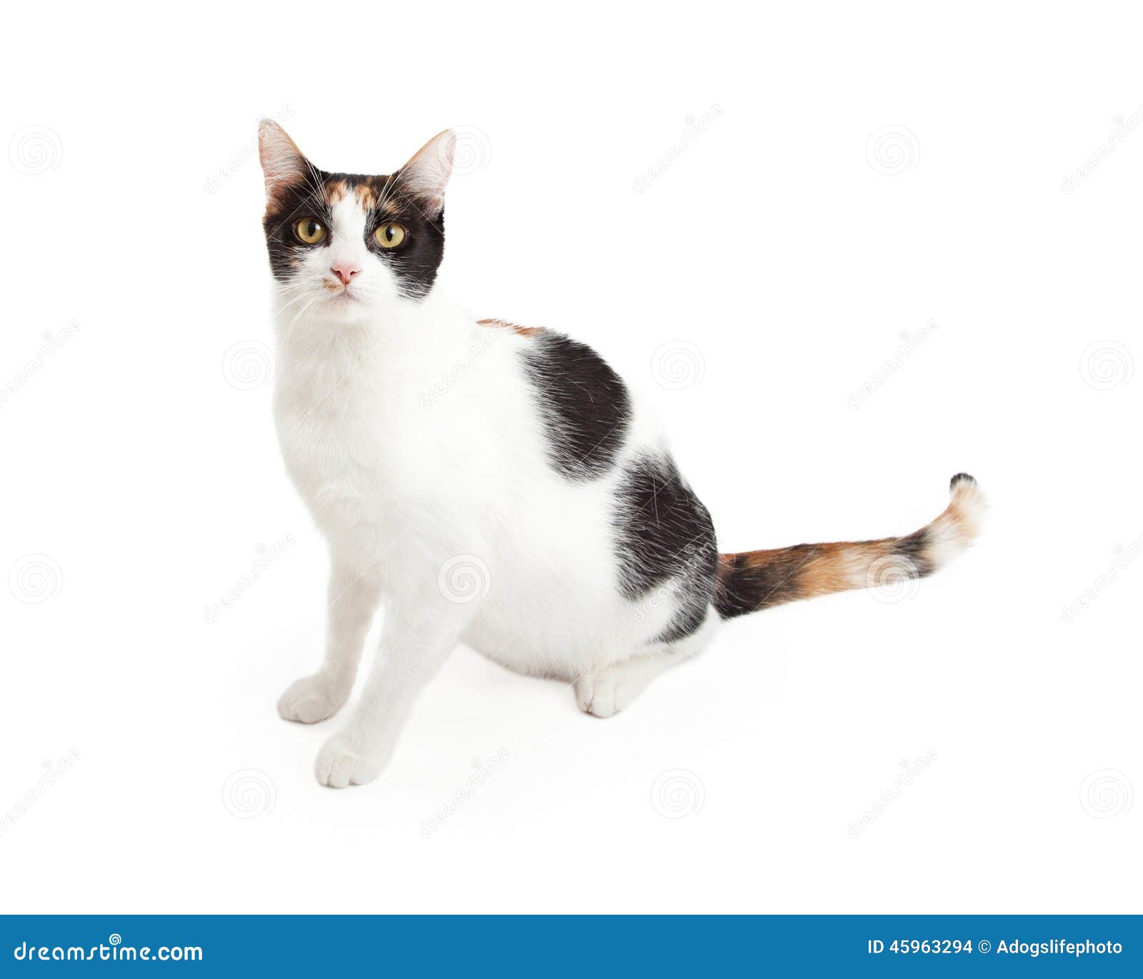 Calicot Magnifique Cat Sitting Photo stock - Image du mammifère, cheveu ...