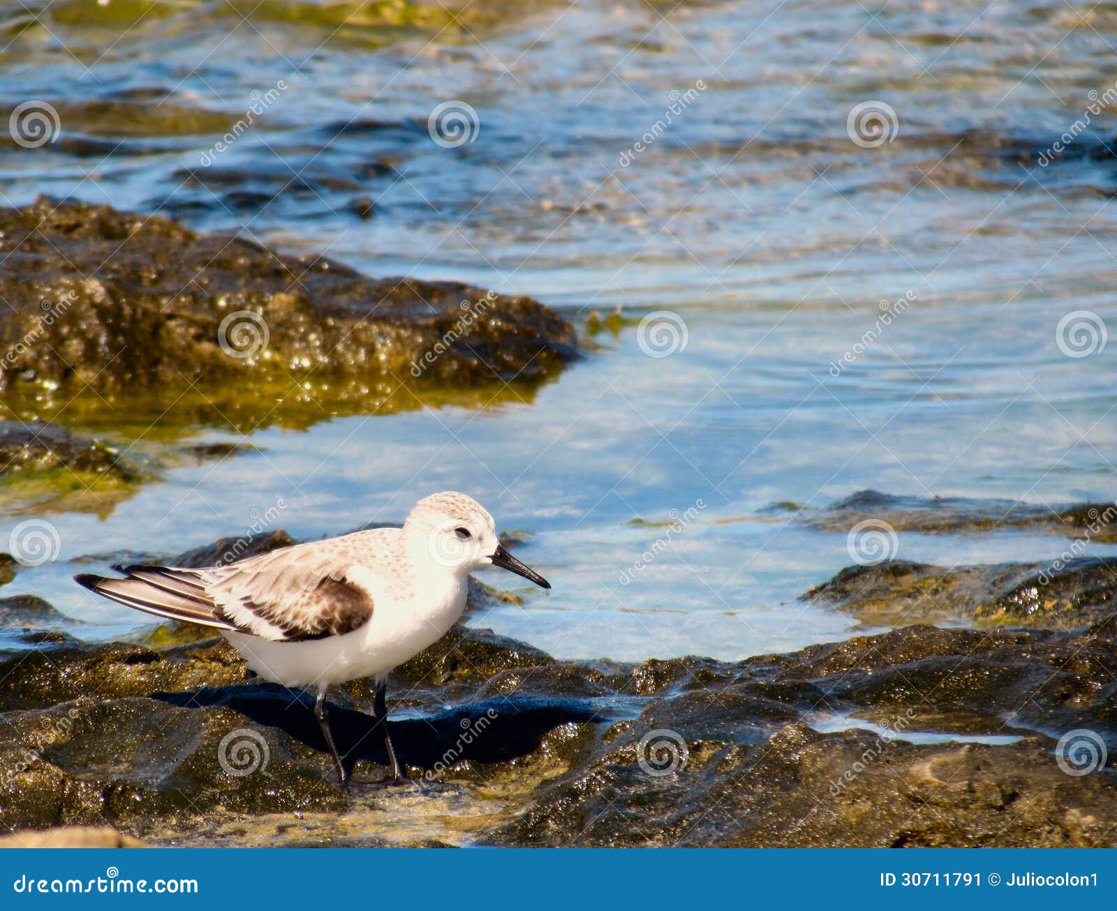 Calidris alba - Sanderling imagen de archivo. Imagen de fauna - 30711791