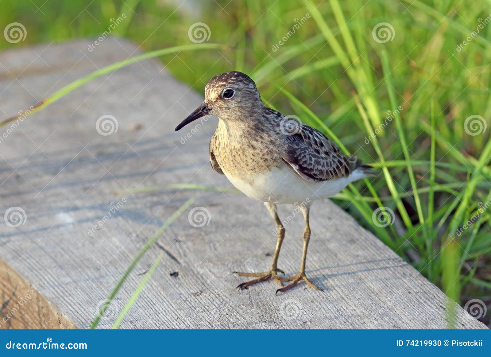 Calidris Temminckii. Temminck S Stint Costs on an Old Board Stock Photo ... Calidris Temminckii. Temminck S Stint Costs on an Old Board Stock Photo ...