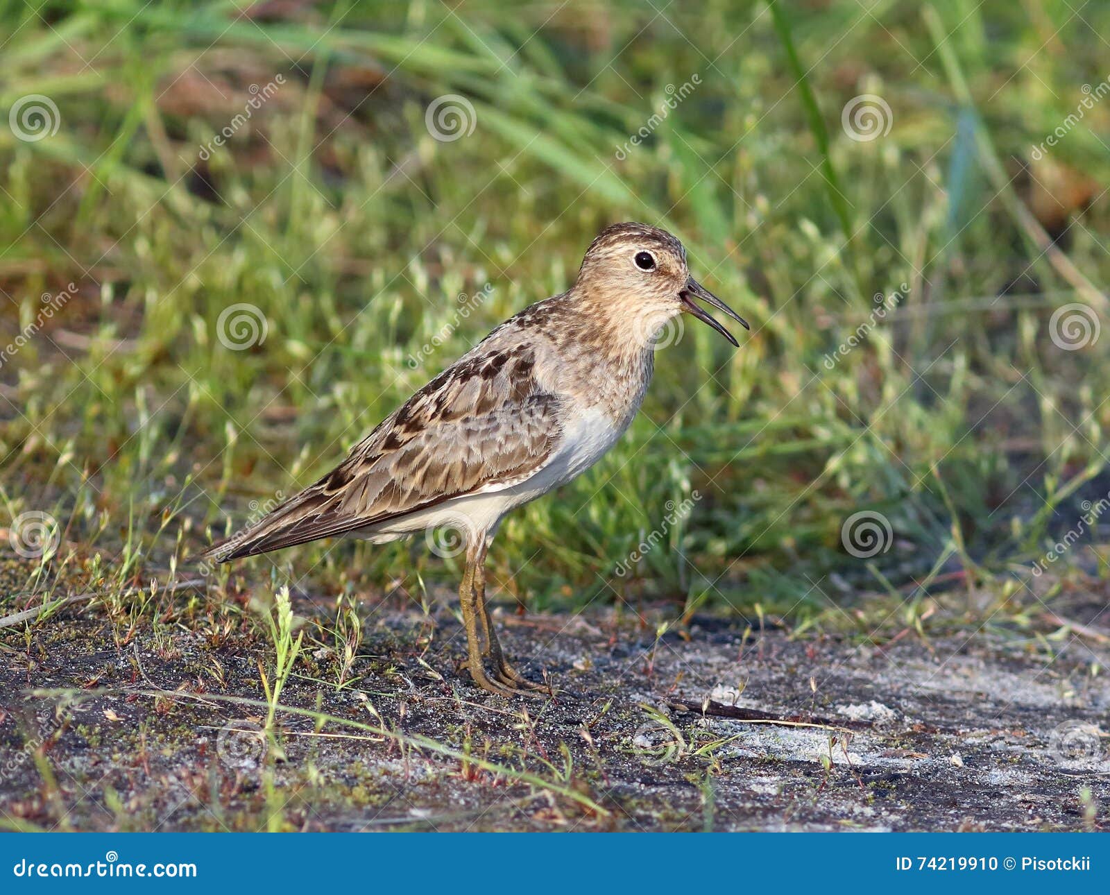 Calidris Temminckii. Temminck S Stint with an Open Beak Stock Photo ... Calidris Temminckii. Temminck S Stint with an Open Beak Stock Photo ...