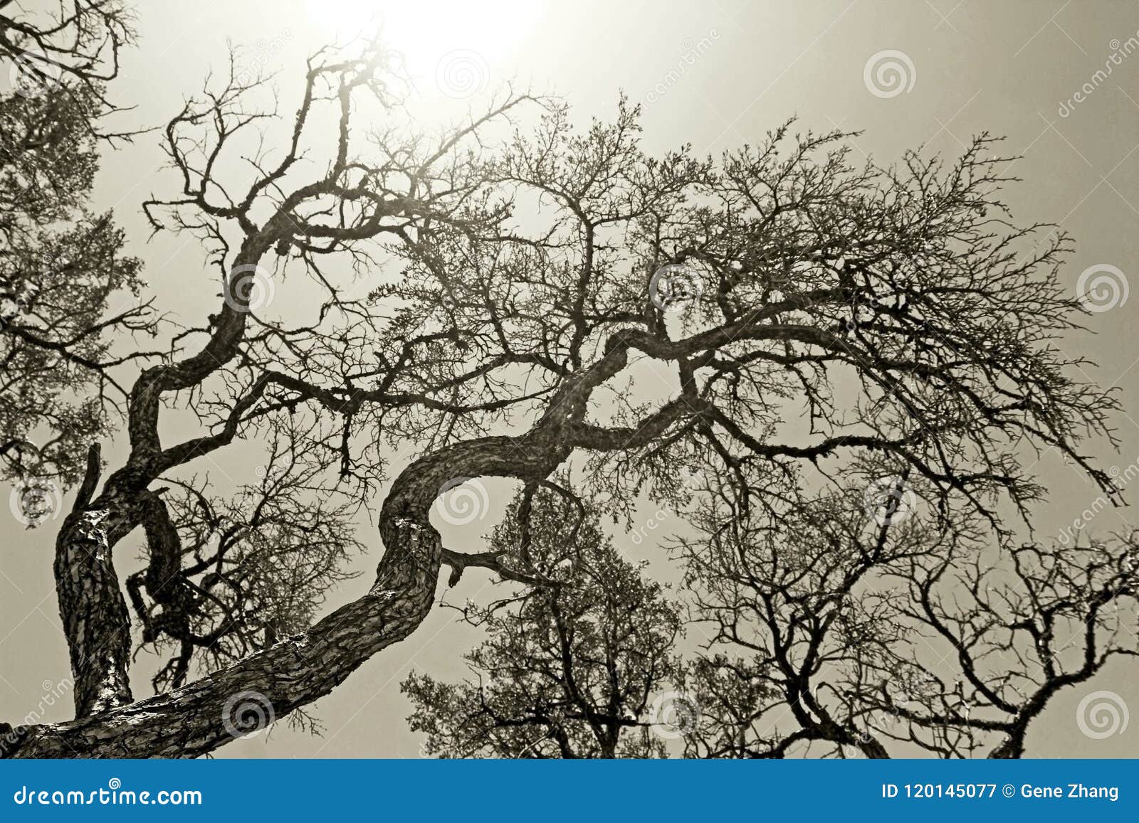 California Black Oak Tree Quercus Kelloggii Stock Image Image Of Nature Western 120145077