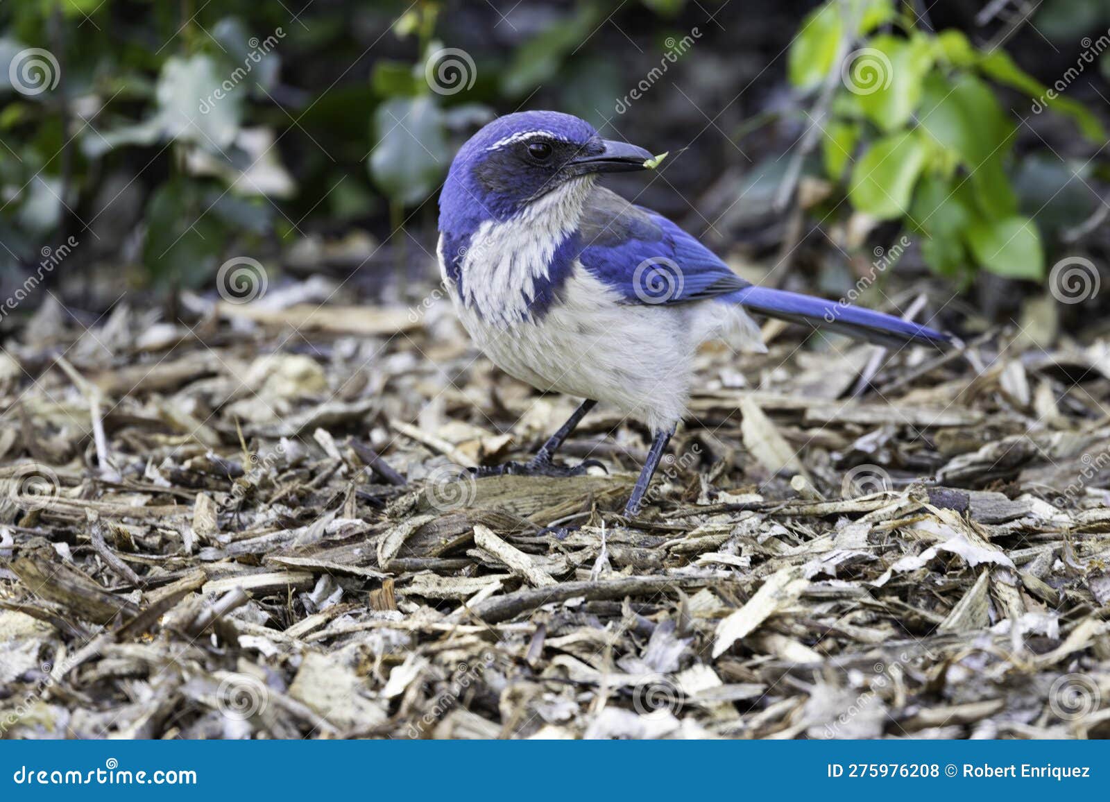 A California Blue Jay on the Forest Floor Stock Photo - Image of avian ...