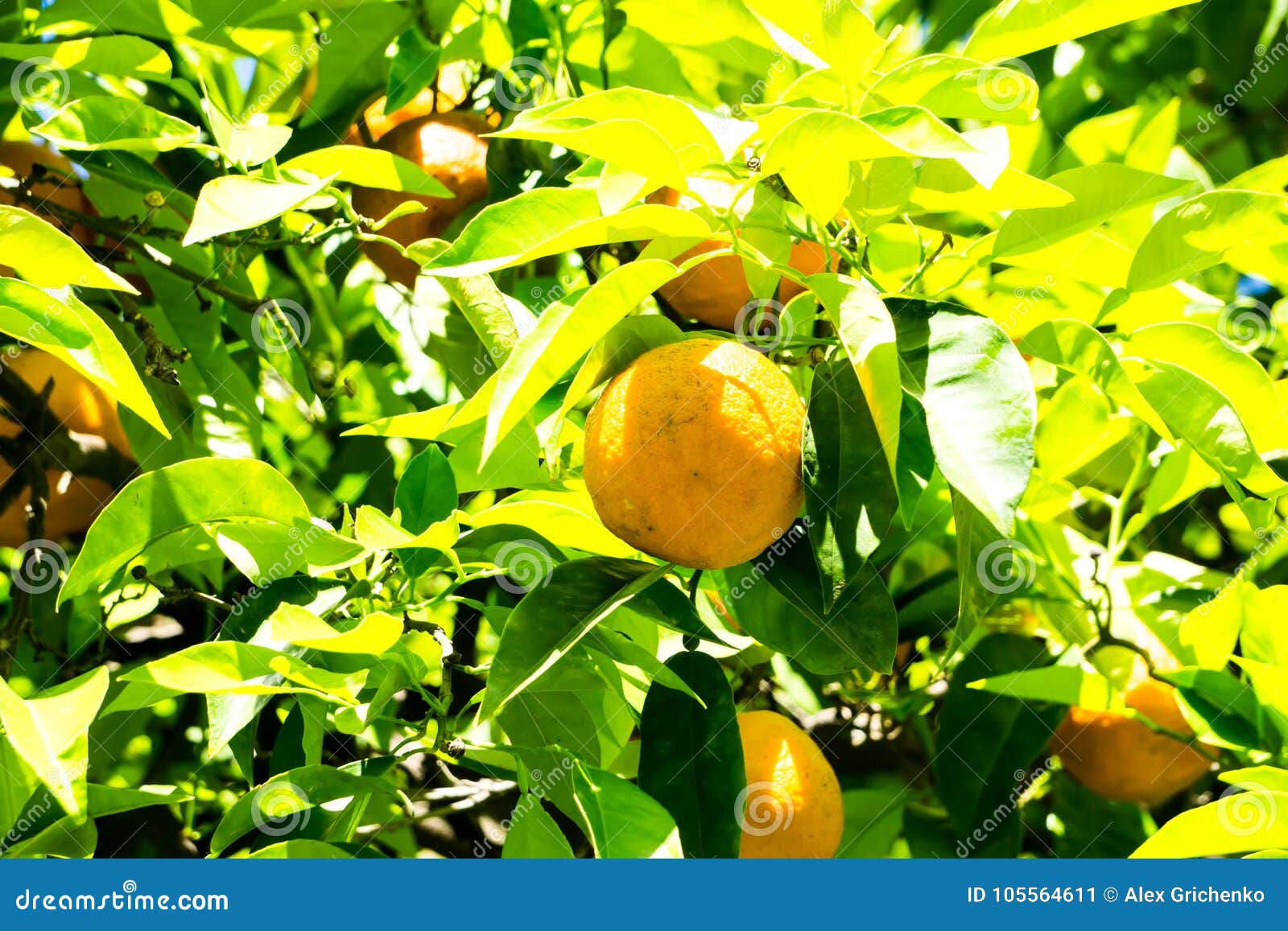 California Bright Orange Fruit Tree in Downtown Sacramento in Ca Stock ...