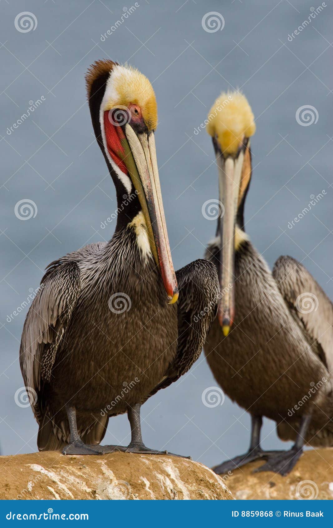 California Brown Pelican Pair Stock Photo - Image of mates, pair: 8859868