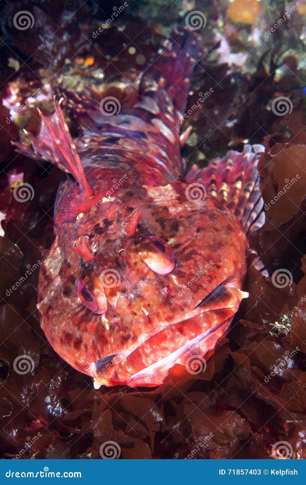 California Cabazon on reef stock image. Image of marine - 71857403