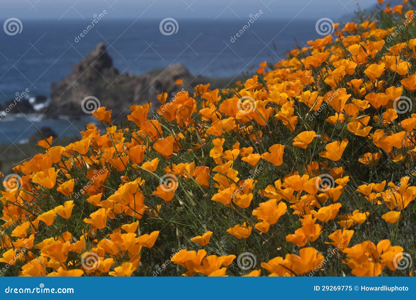 California Coast in Spring with Golden Poppies Blooming Near Big Sur ...