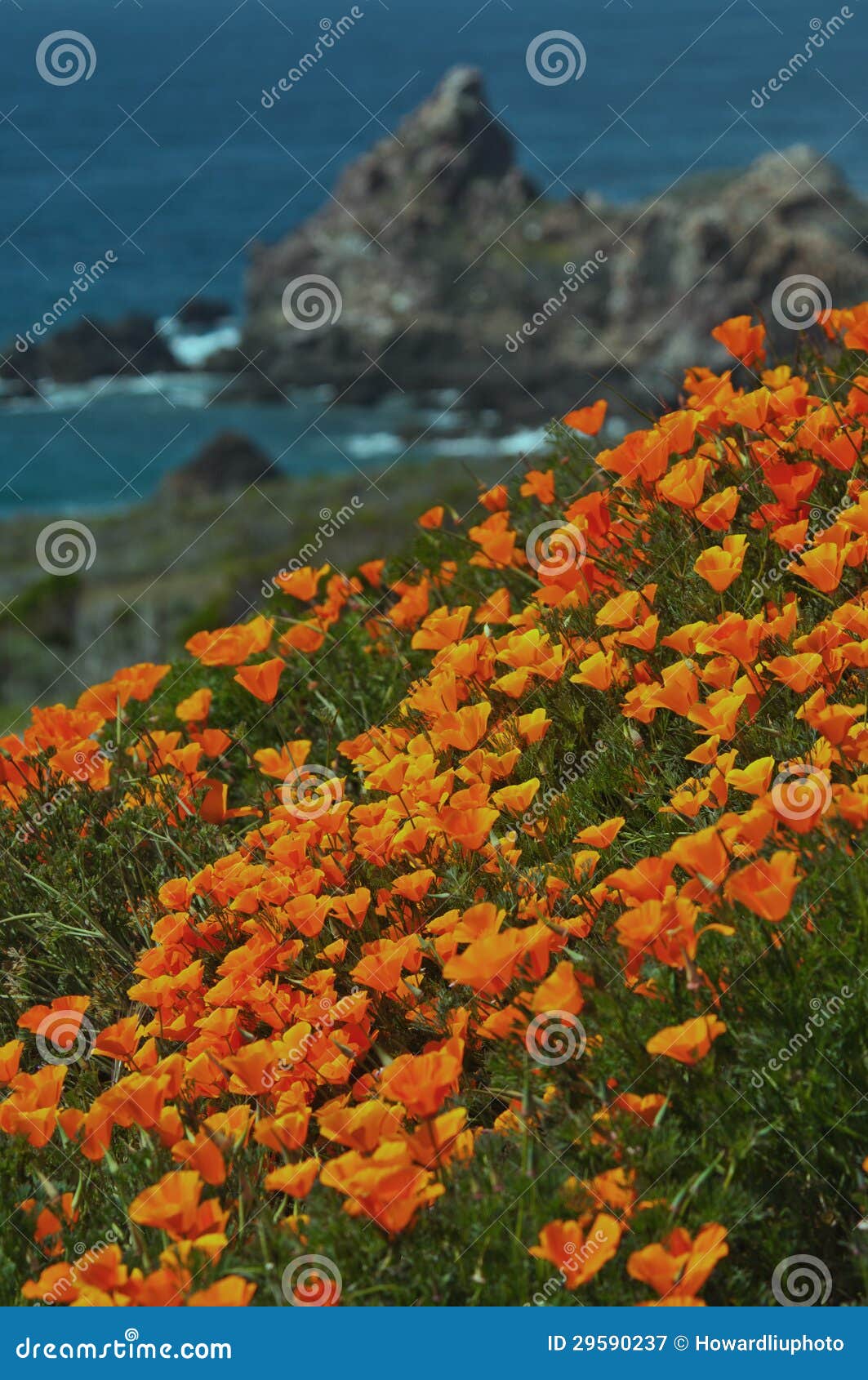 California Coast in Spring with Golden Poppies Blooming Near Big Sur ...