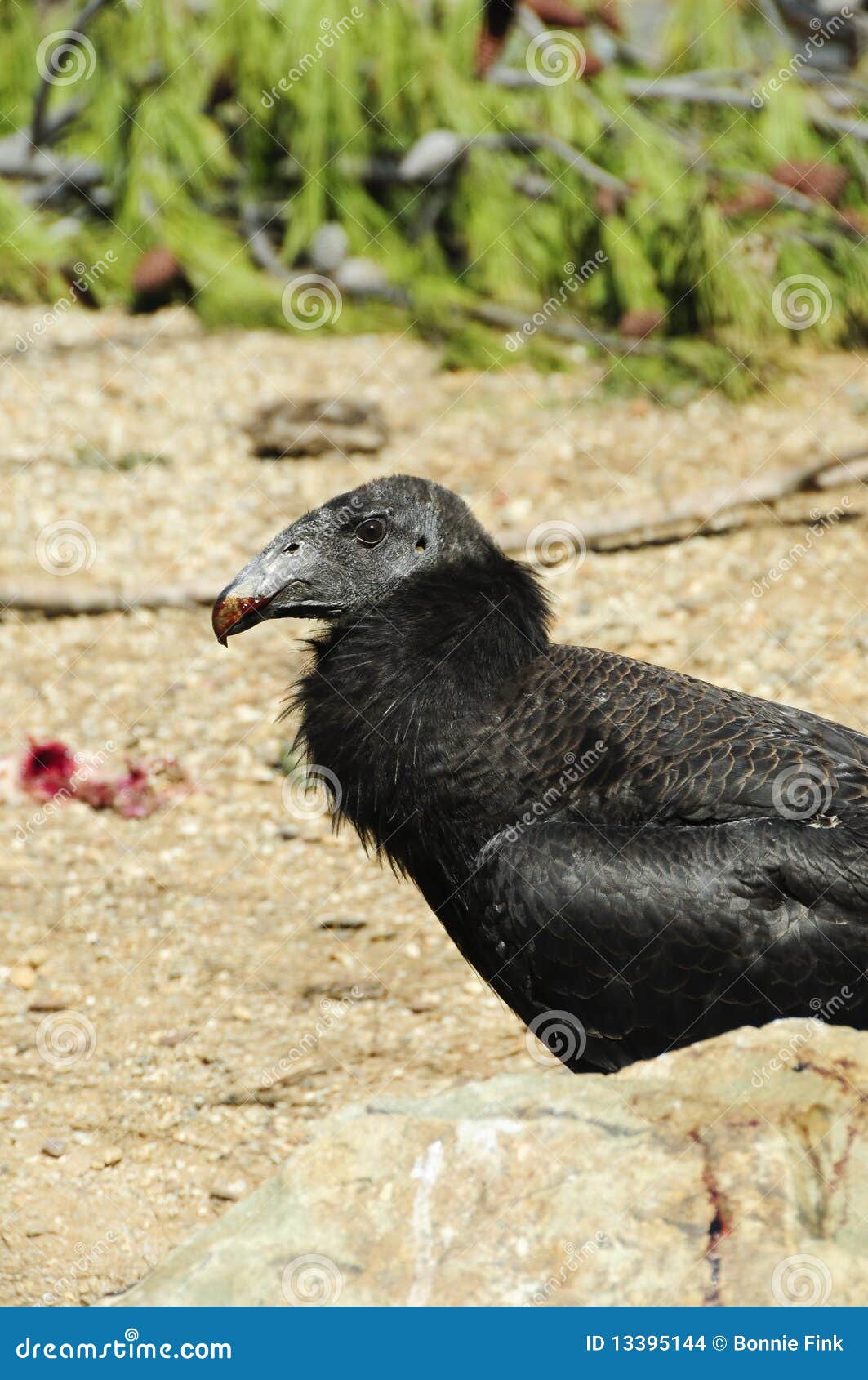 California Condor stock photo. Image of close, bird, male - 13395144