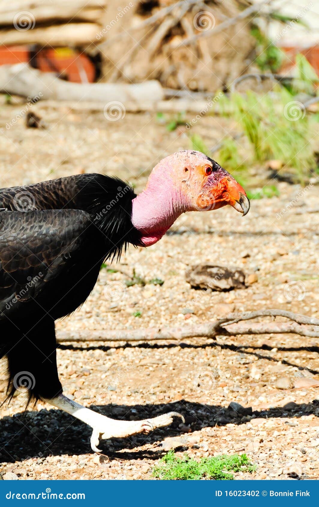 California Condor stock photo. Image of walking, california - 16023402