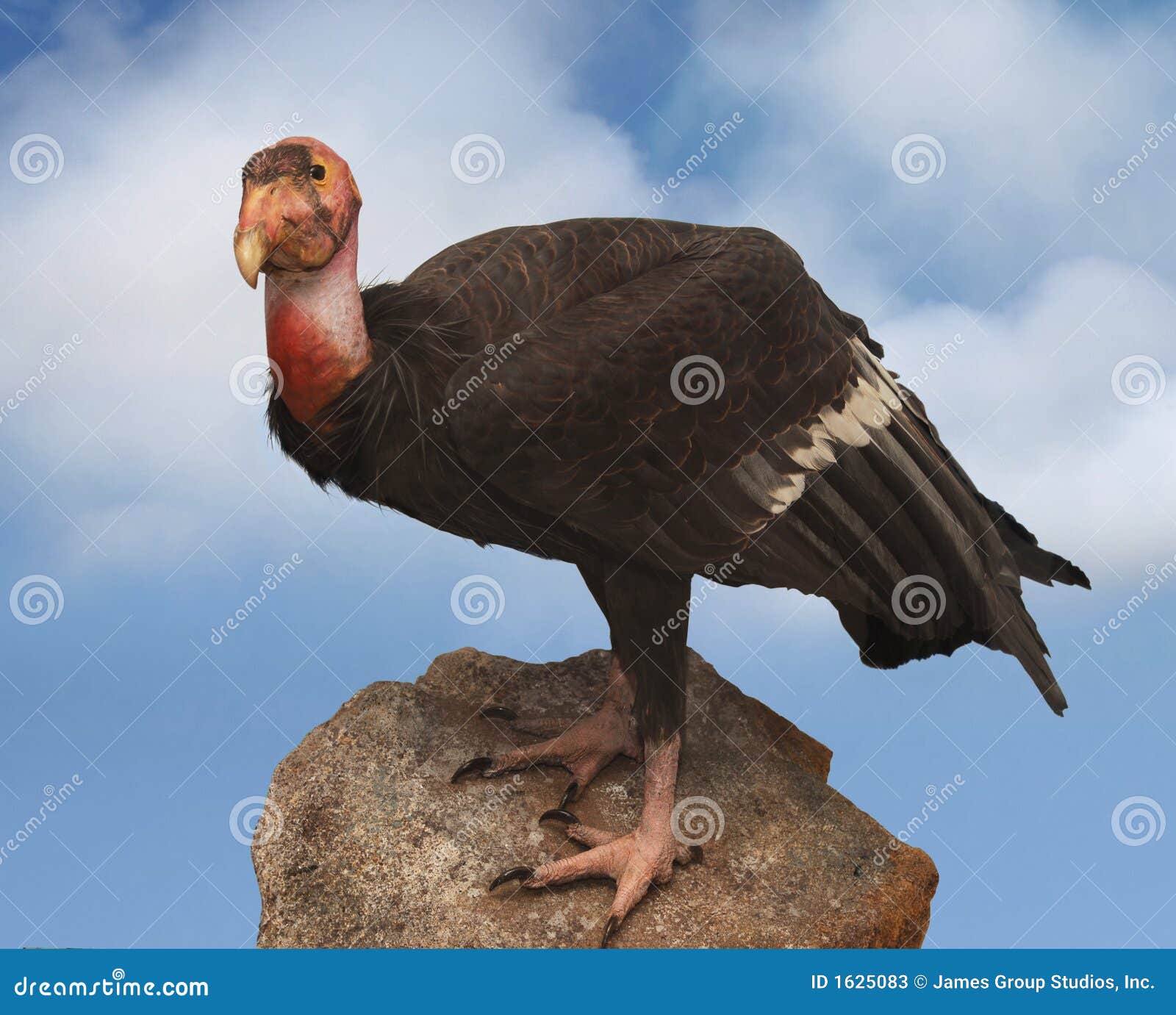 California condor stock image. Image of scavanger, largest - 1625083