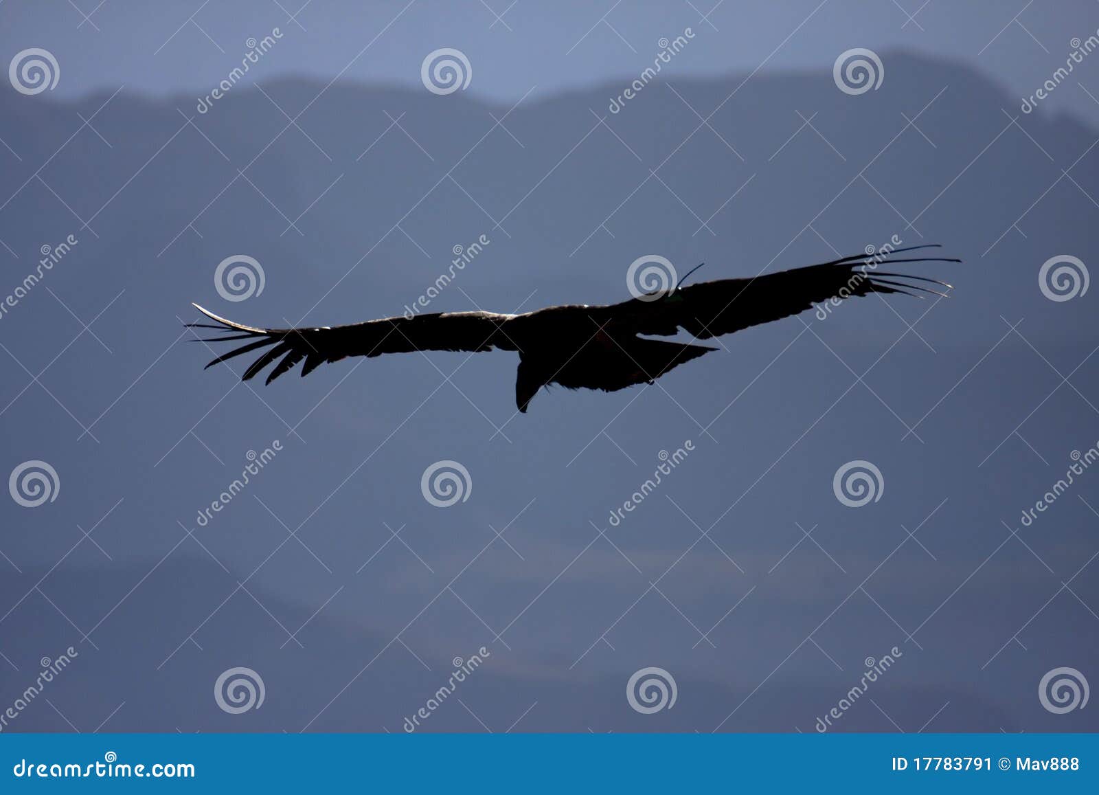 California Condor stock image. Image of eyes, bird, birds - 17783791