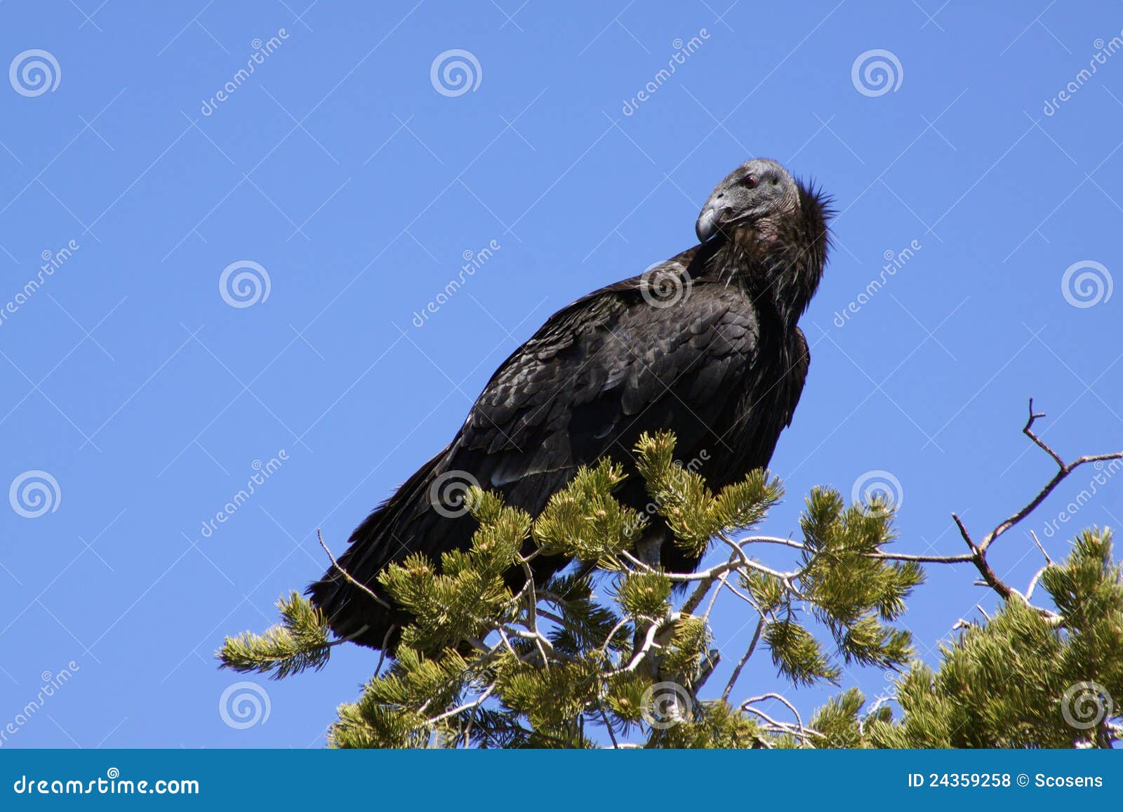 California Condor stock photo. Image of wild, feather - 24359258