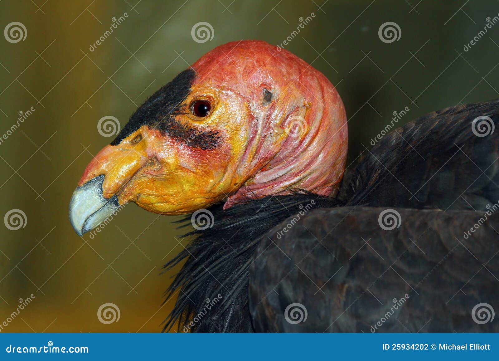 California Condor stock photo. Image of display, california - 25934202