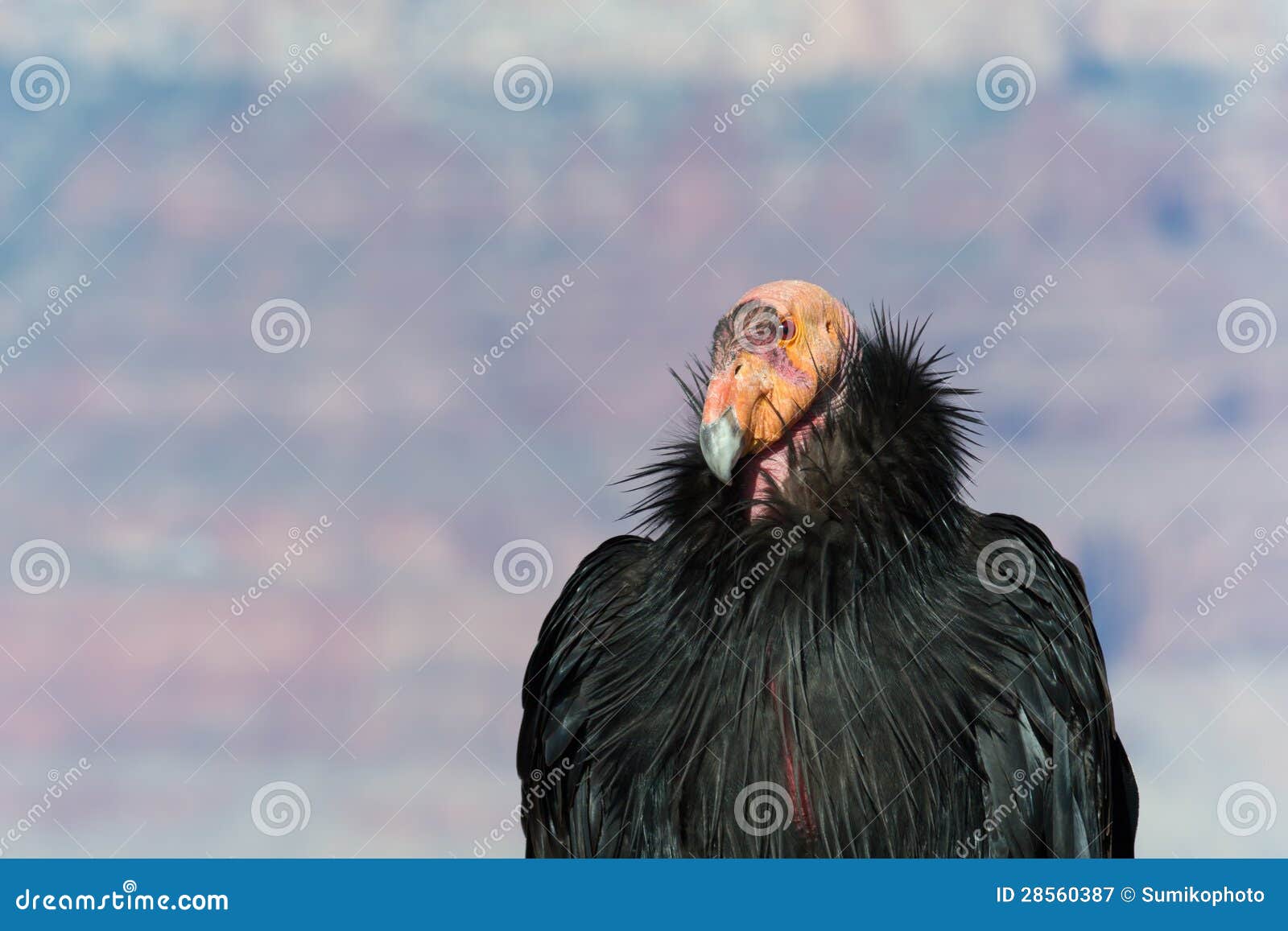 California Condor stock image. Image of animal, feather - 28560387