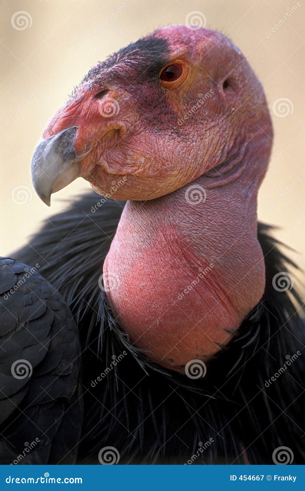 California Condor stock image. Image of black, feathers - 454667