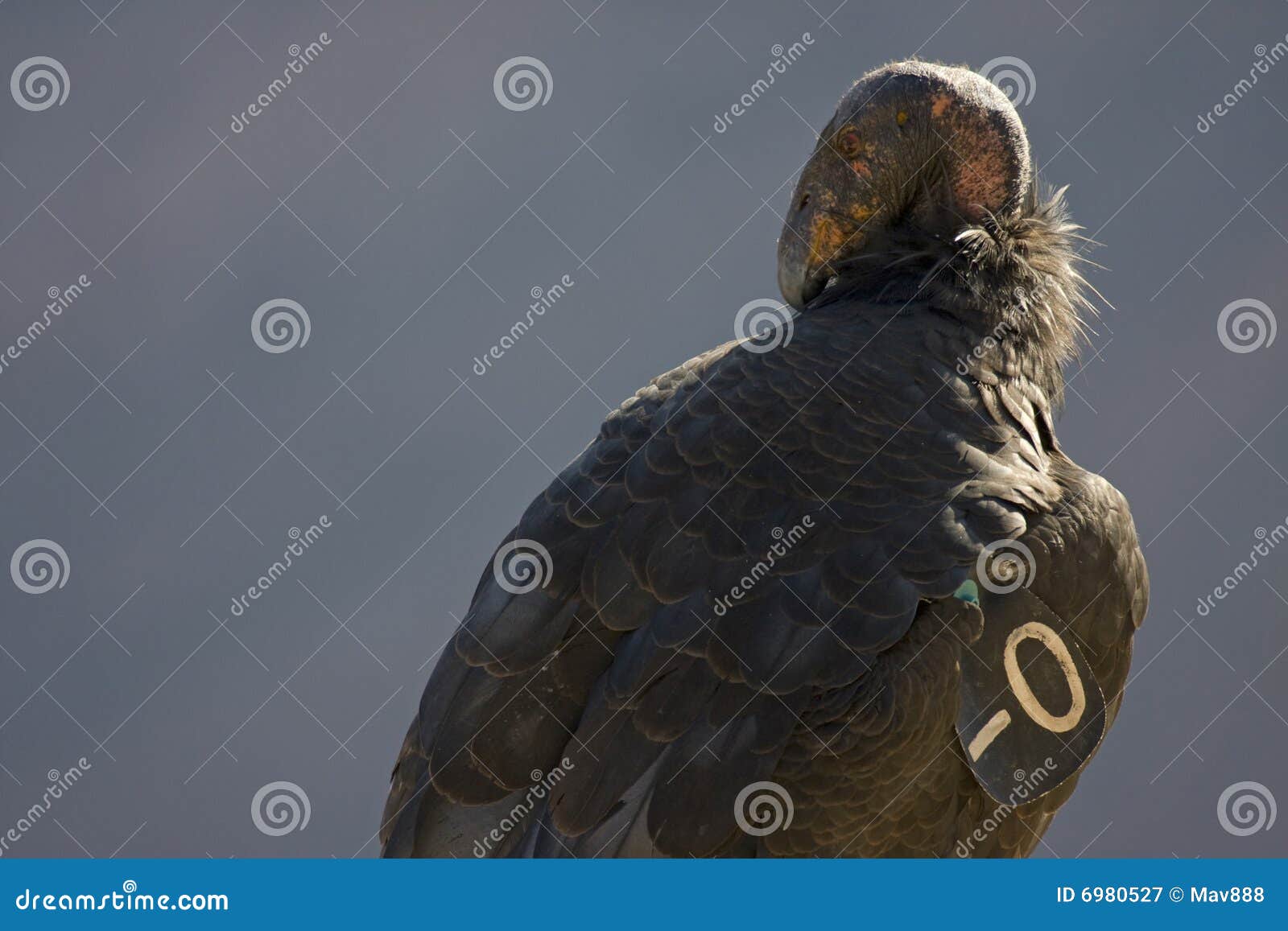 California Condor stock image. Image of avian, radio, device - 6980527