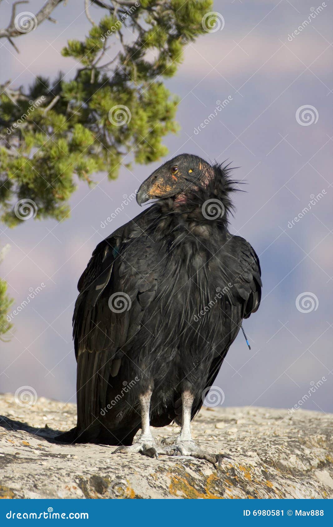 California Condor stock image. Image of scavenger, animal - 6980581