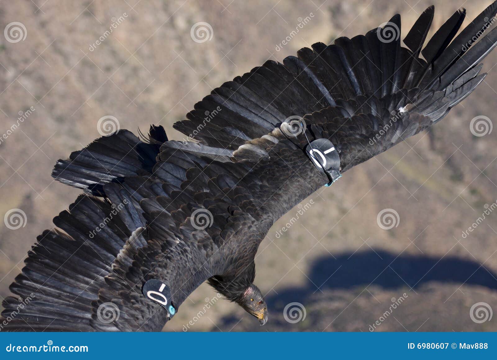 California Condor stock image. Image of carrion, bird - 6980607
