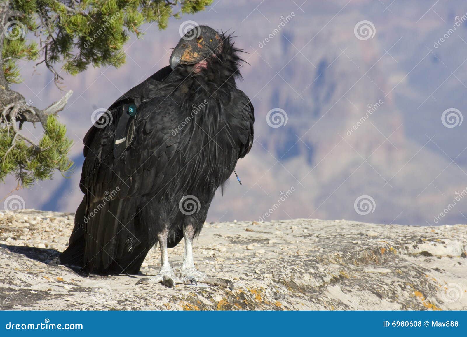 California Condor stock photo. Image of large, tagging - 6980608