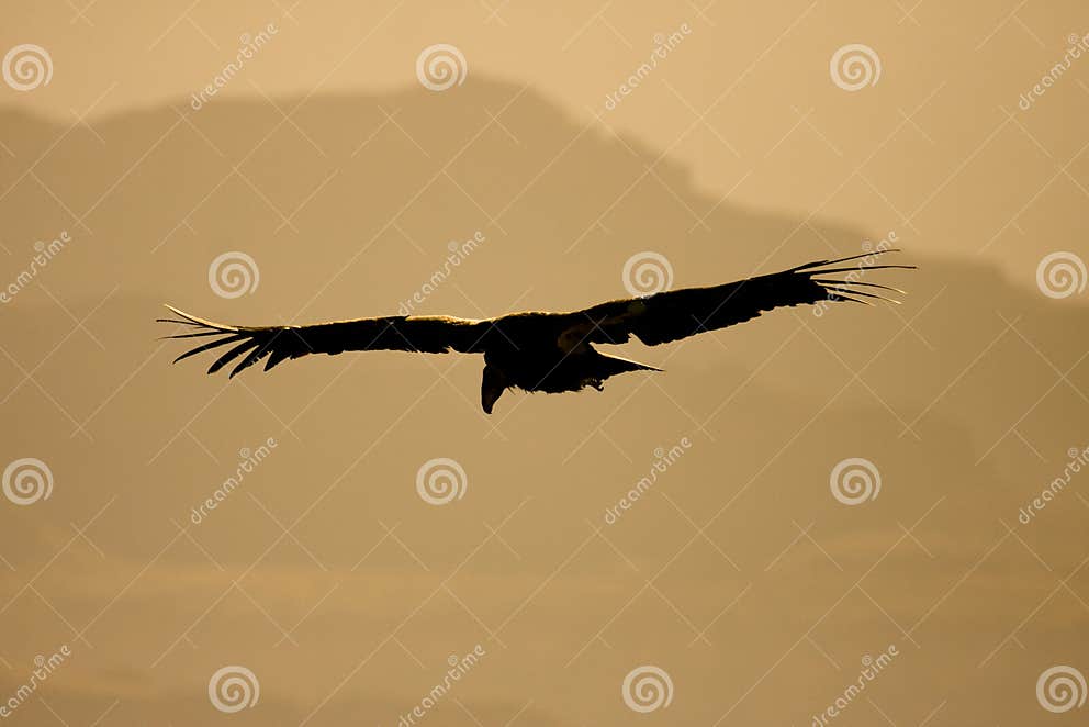 California Condor stock photo. Image of california, talons - 6980636