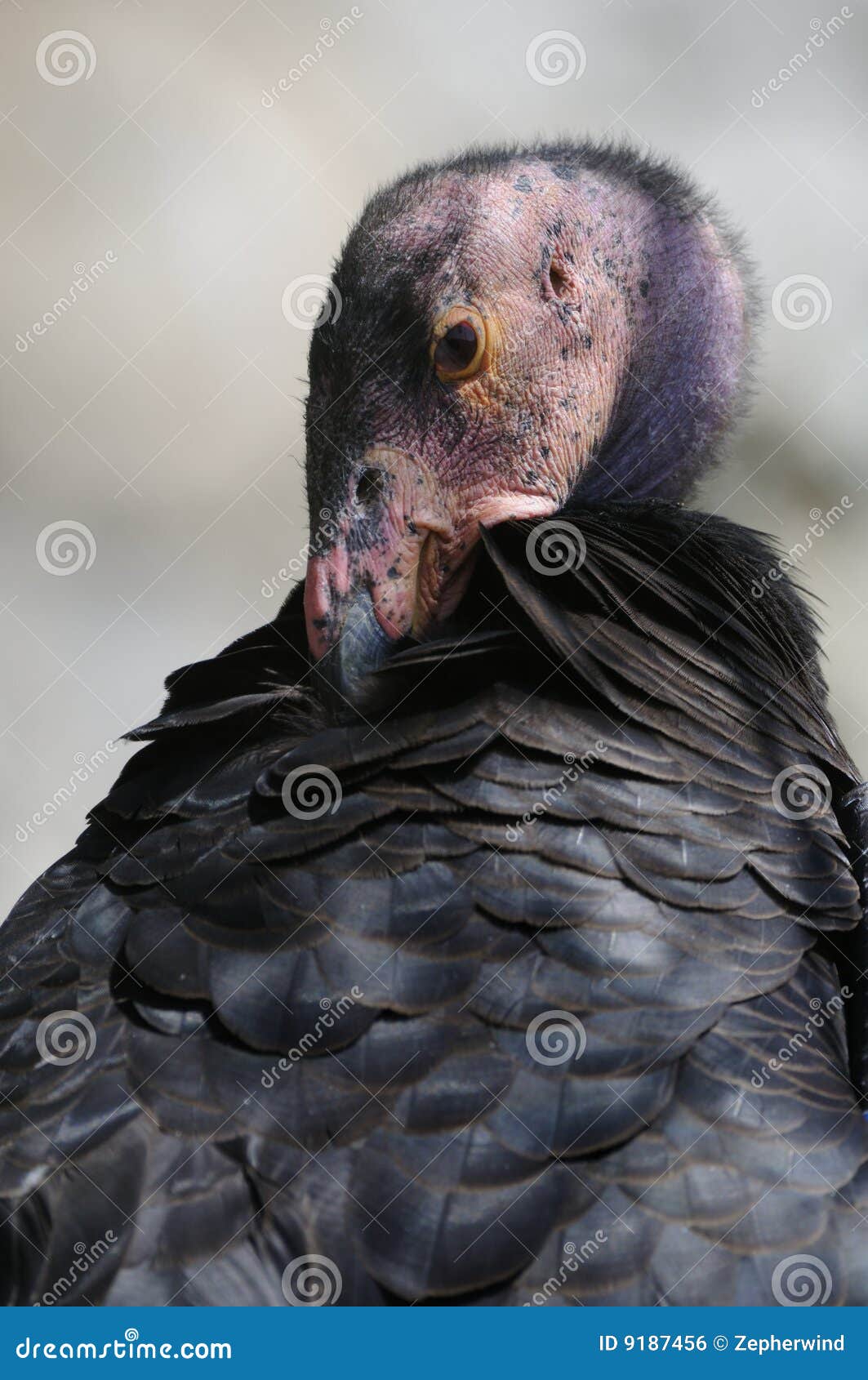 California Condor stock photo. Image of condor, wildlife - 9187456