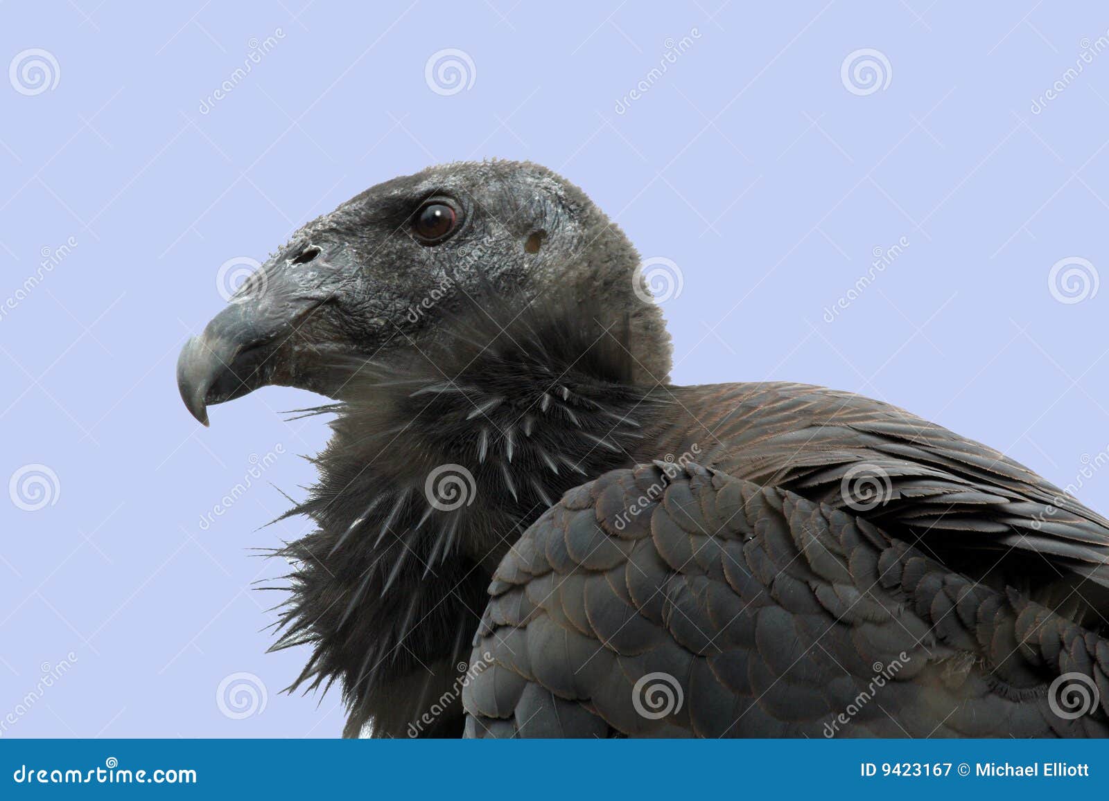 California Condor stock image. Image of roadkill, scavenger - 9423167