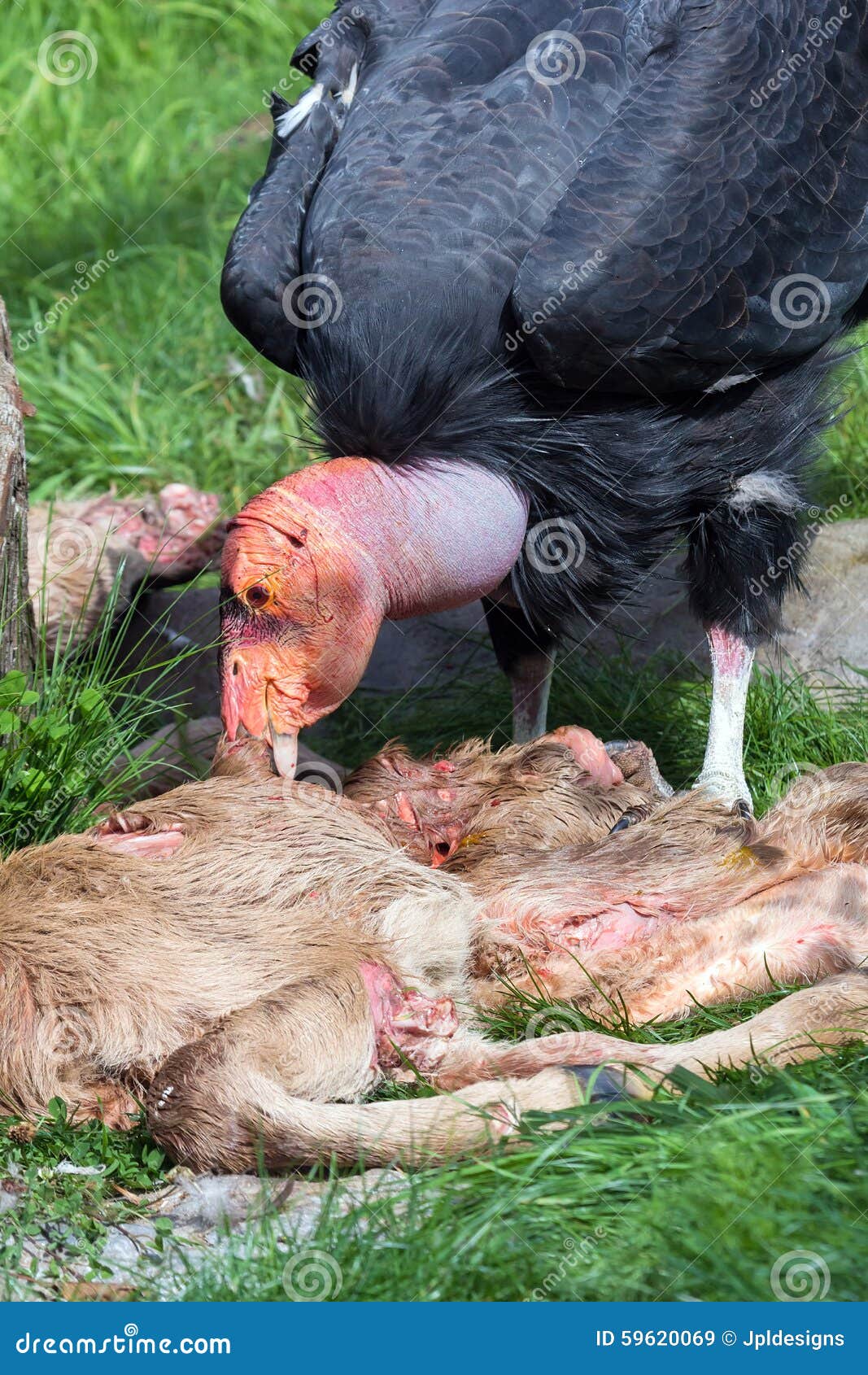 California Condor Feeding on Carcass Stock Image - Image of animal ...