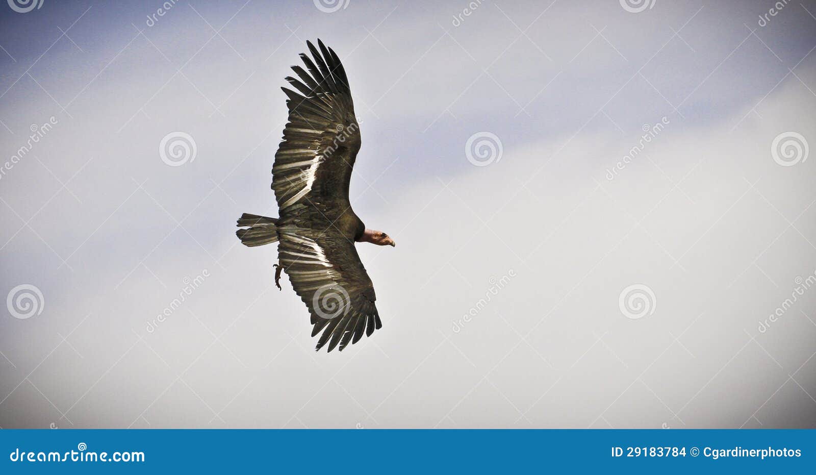 California Condor Flying High Above Stock Photo - Image of animal ...