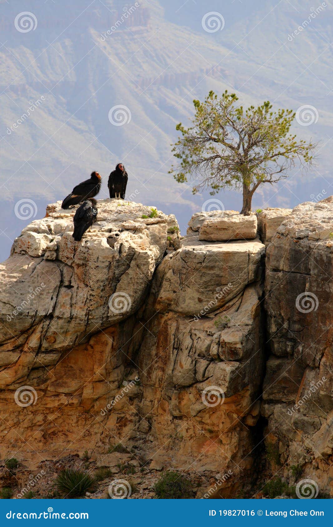California Condor at Grand Canyon Stock Photo - Image of national ...