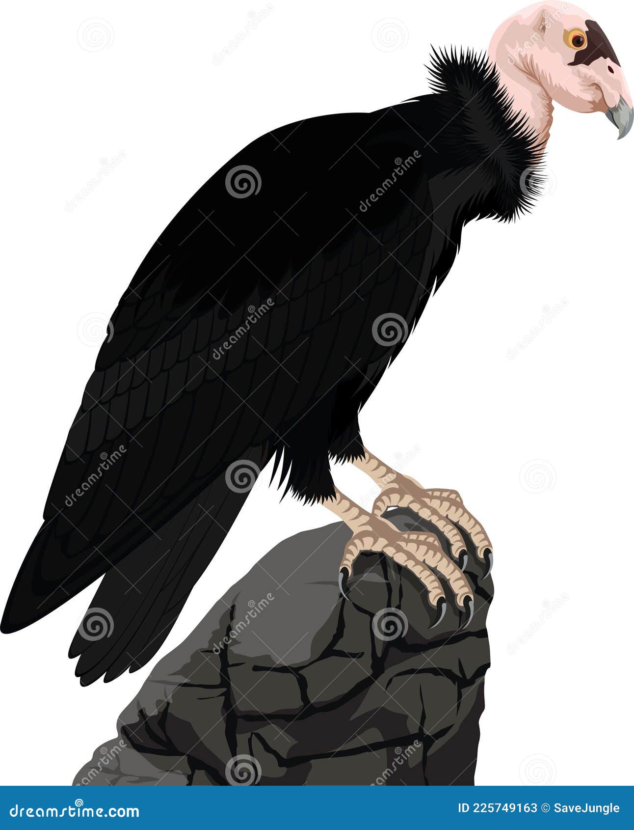 Turkey Condor Vulture Hilarious Face Portrait Stock Photo ...
